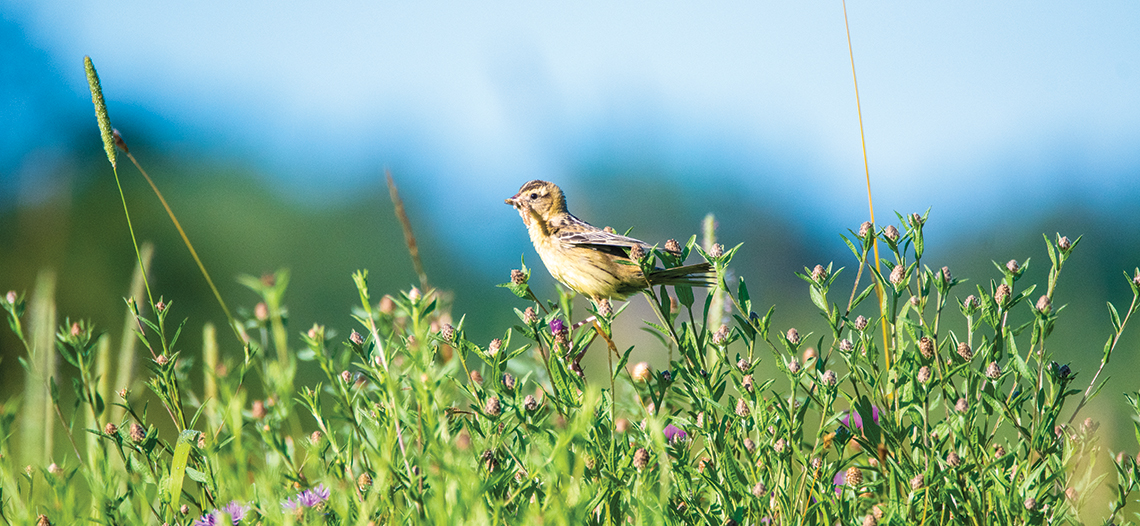 Bobolinks | Wonderful Article | read Birding: Backyard & Beyond
