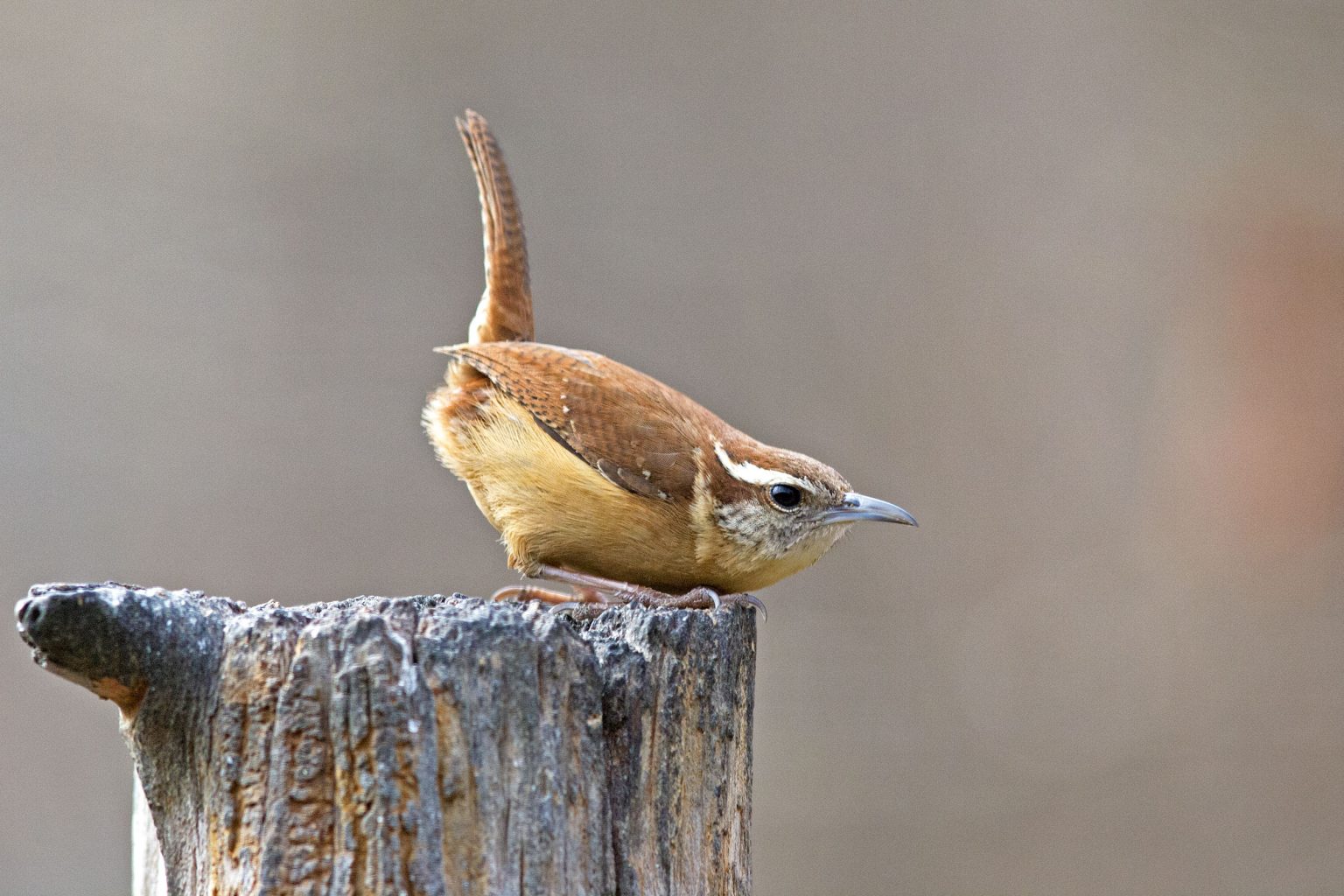 Know which wrens live near you | READ THIS | Birdingbnb