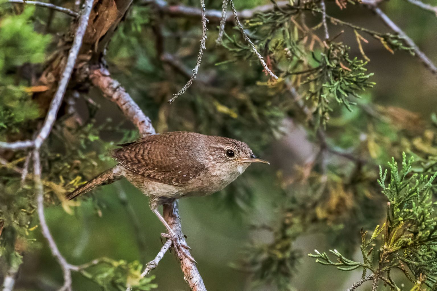 Know which wrens live near you | READ THIS | Birdingbnb