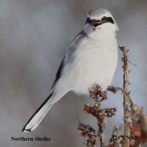 Profile of the Week Shrikes | Read This | Birding Backyard & Beyond