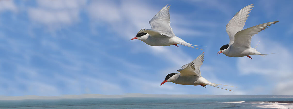 It's Fall Migration | INTERESTING READ | Birding Backyard and Beyond