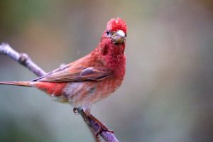 Ah, the Purple Finch | GREAT READ | Birding: Backyard & Beyond
