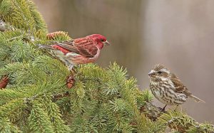 Ah, the Purple Finch | GREAT READ | Birding: Backyard & Beyond