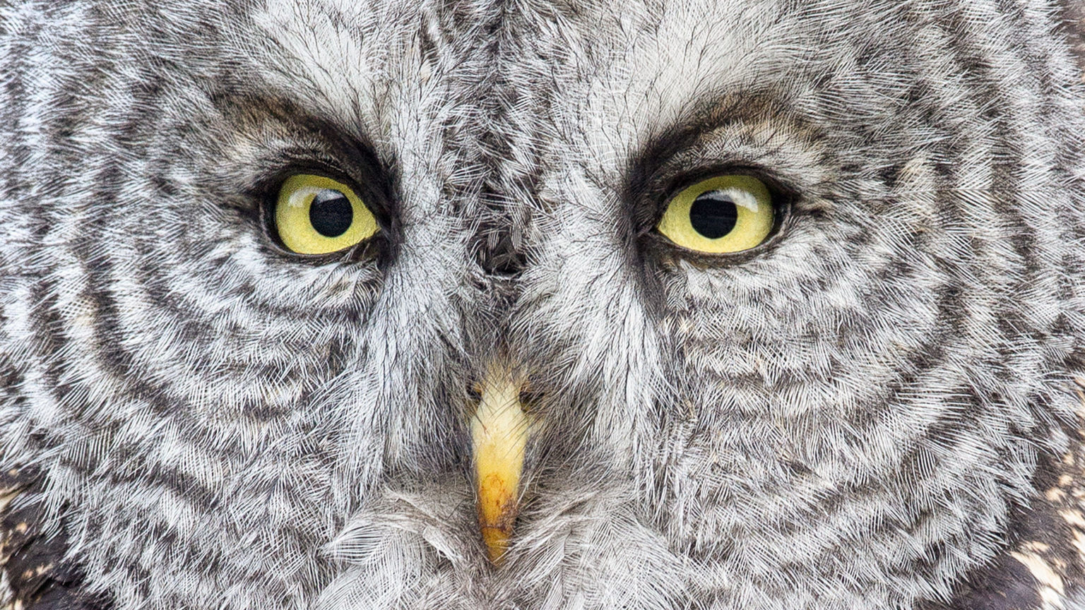 The Magnificent Great Gray Owl | Great Article! | birdingbnb.com