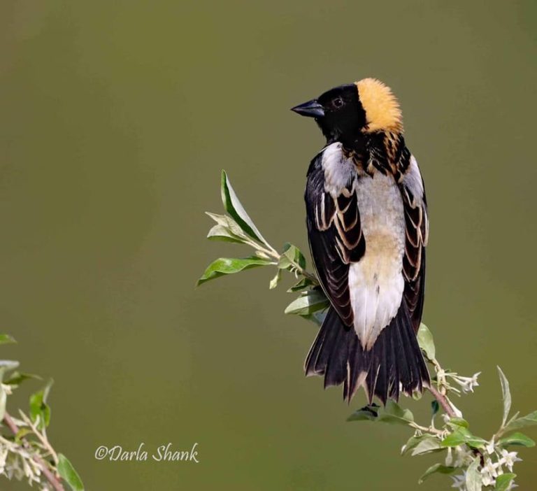 Bobolinks | Wonderful Article | read Birding: Backyard & Beyond